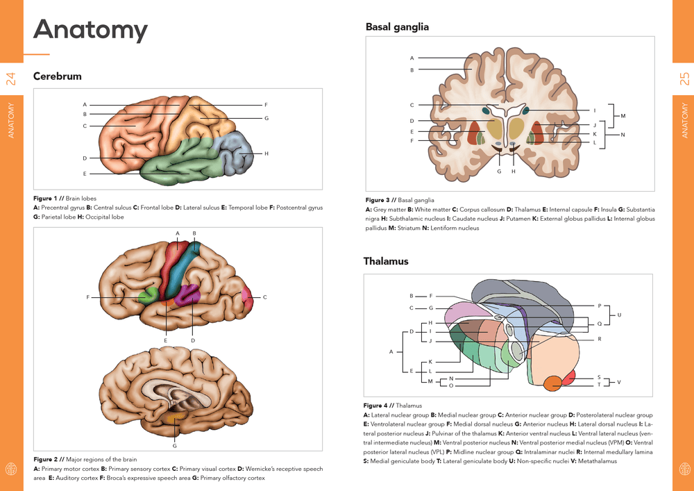 Pocket Neurology (2024) – Compendium Medicine