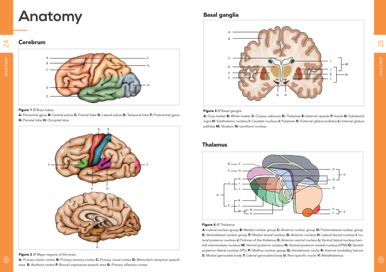 Pocket Neurology (2024) – Compendium Medicine