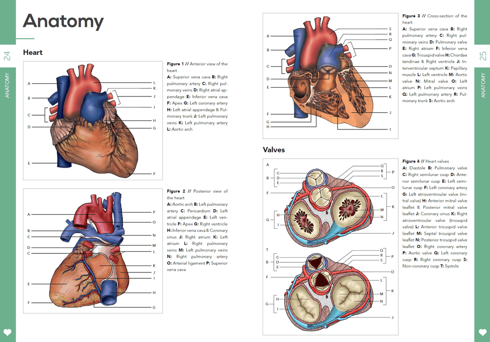 Pocket Cardiology and Vascular Medicine (2024) – Compendium Medicine